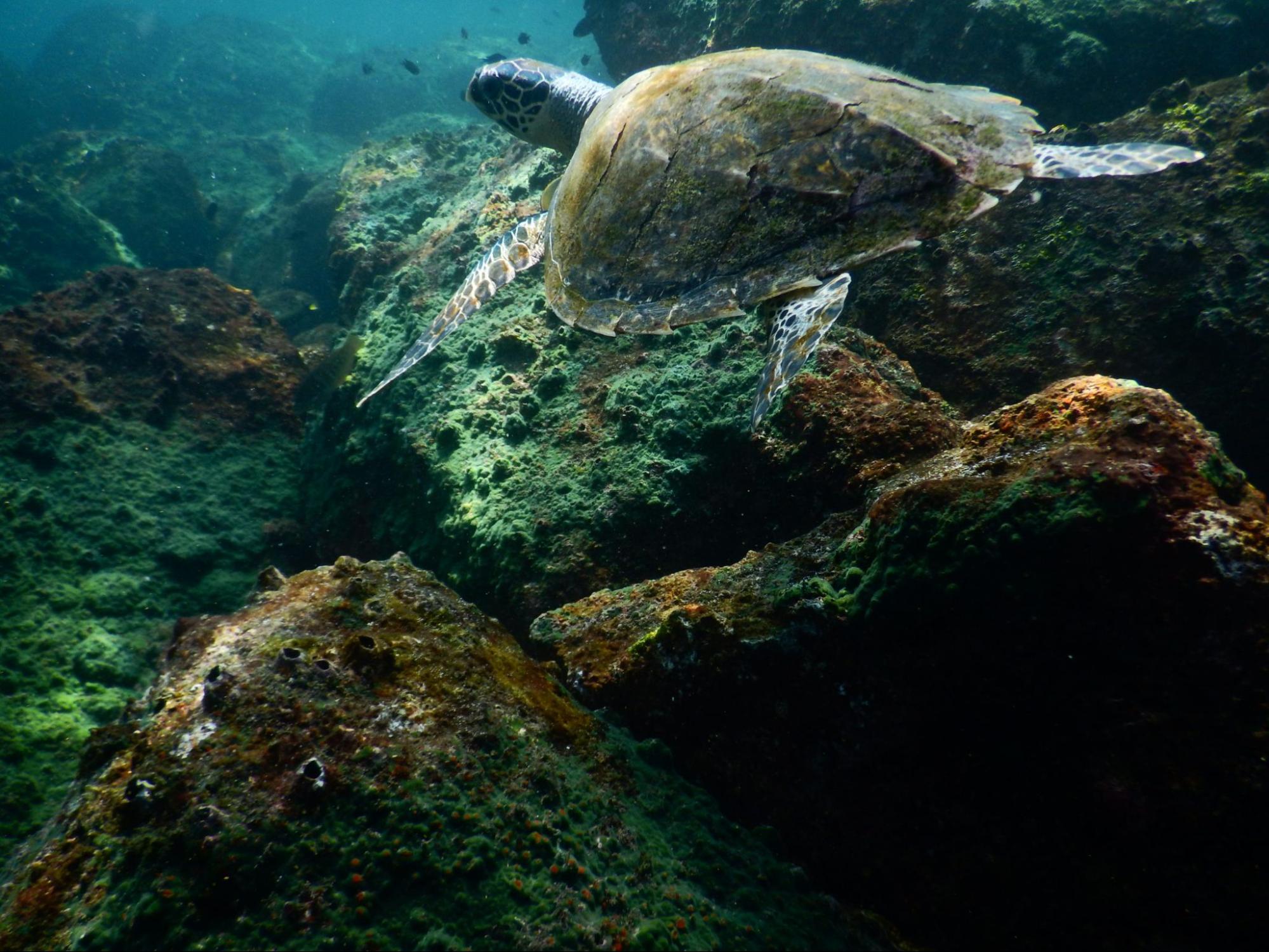 Netrani Island -Underwater Adventures await you! - Red Earth