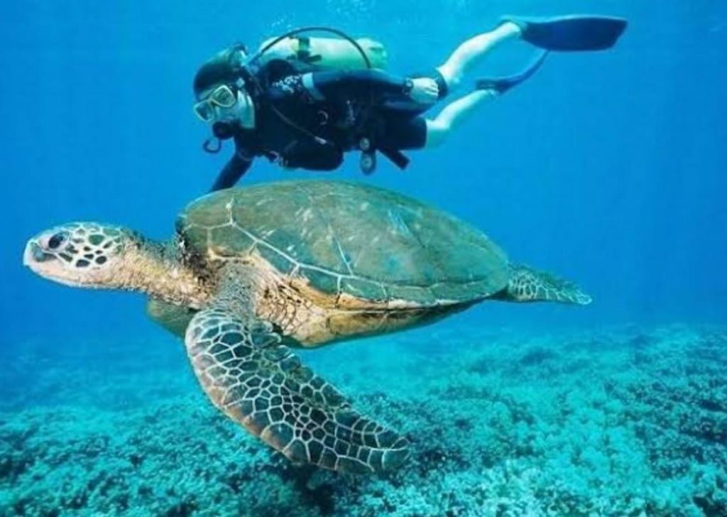Netrani Island -Underwater Adventures await you! - Red Earth