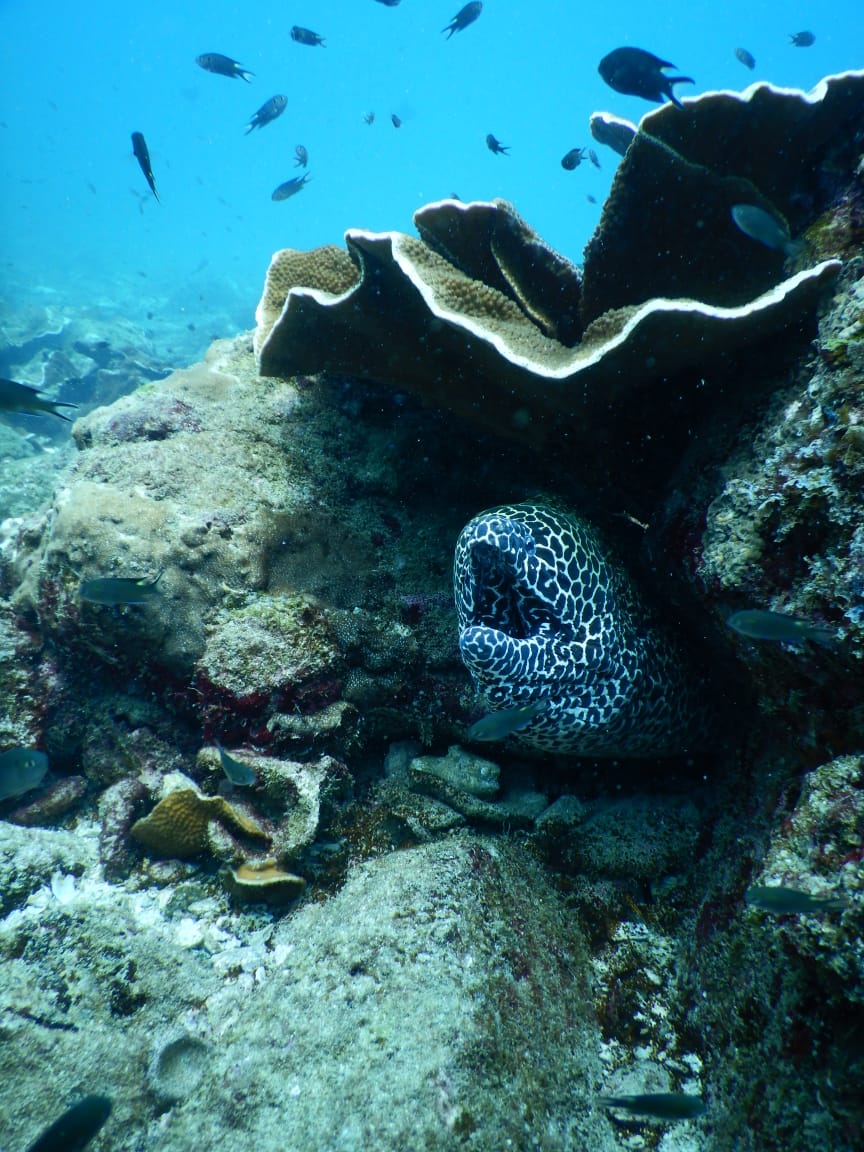 Netrani Island -Underwater Adventures await you! - Red Earth