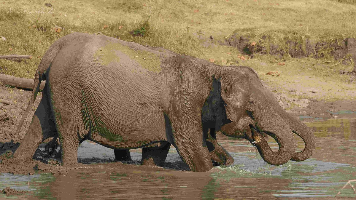 Elephants Of Kabini: A History - Red Earth