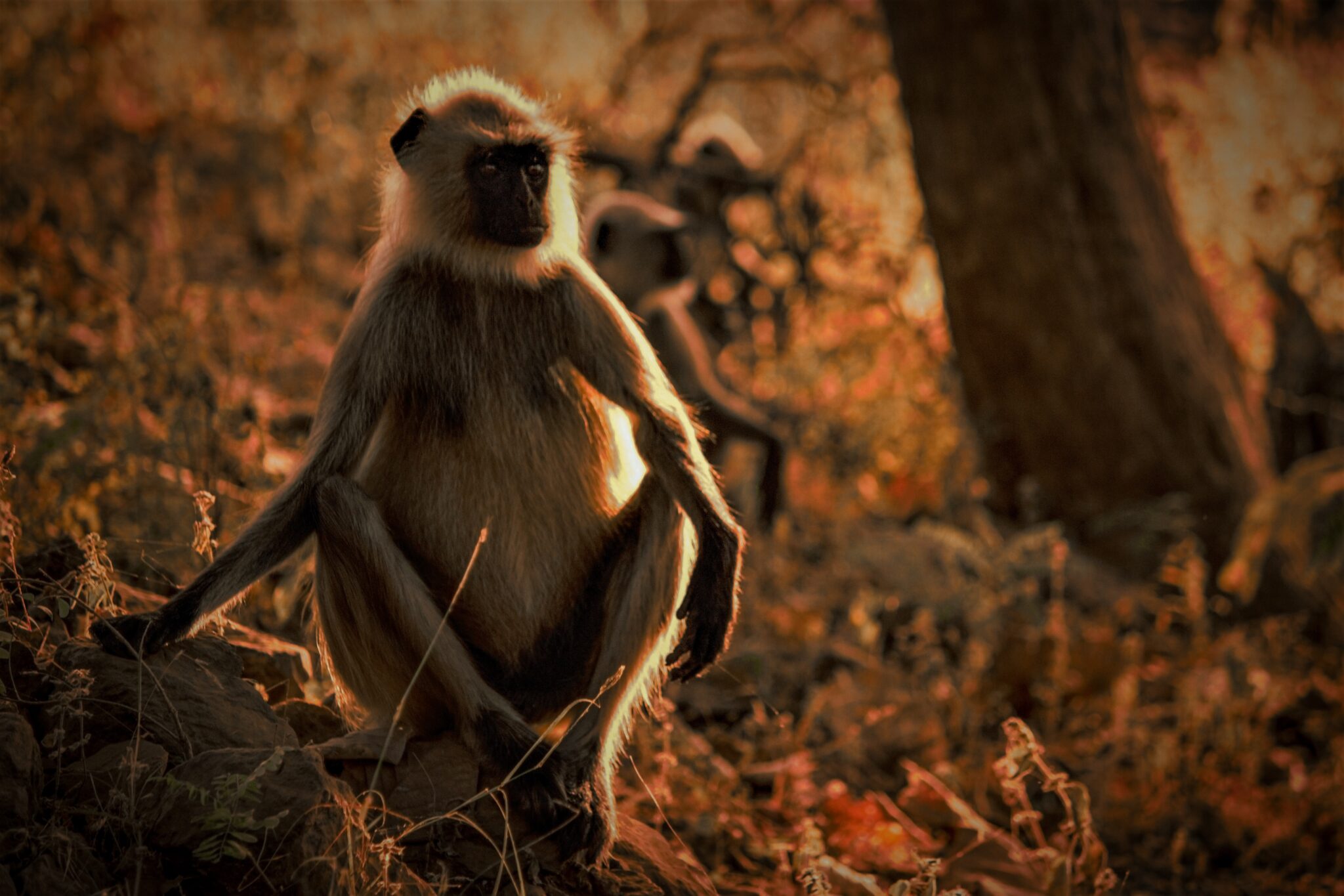 Essential things to know about Tadoba jungle safari - Red Earth