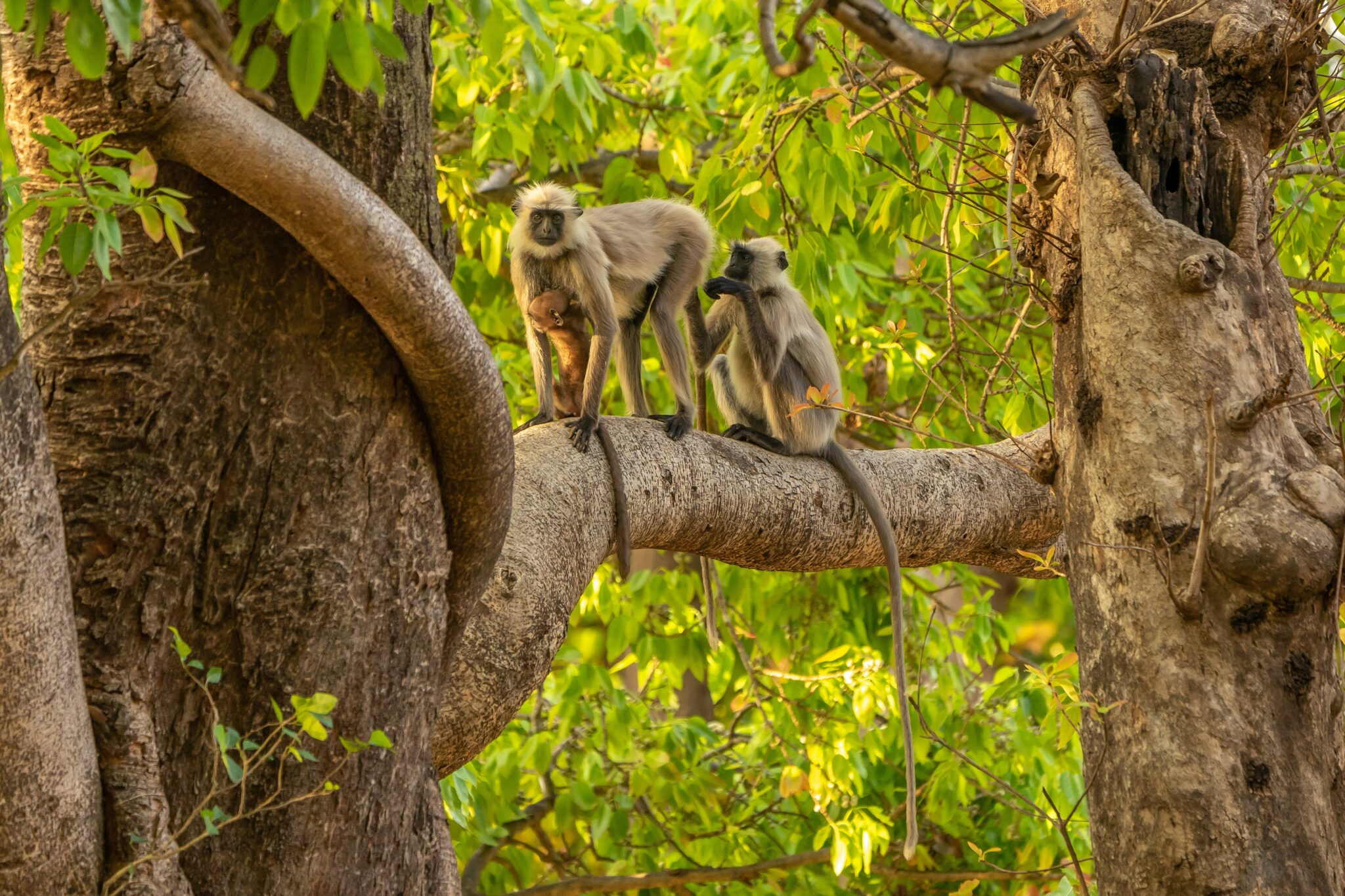 Langurs of Kabini - Red Earth
