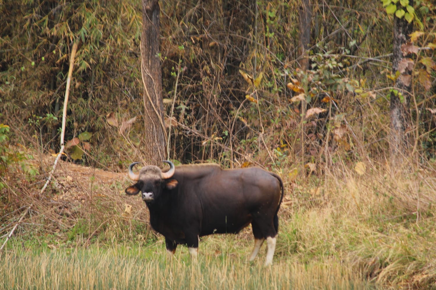 Tadoba Jungle Safari - Red Earth