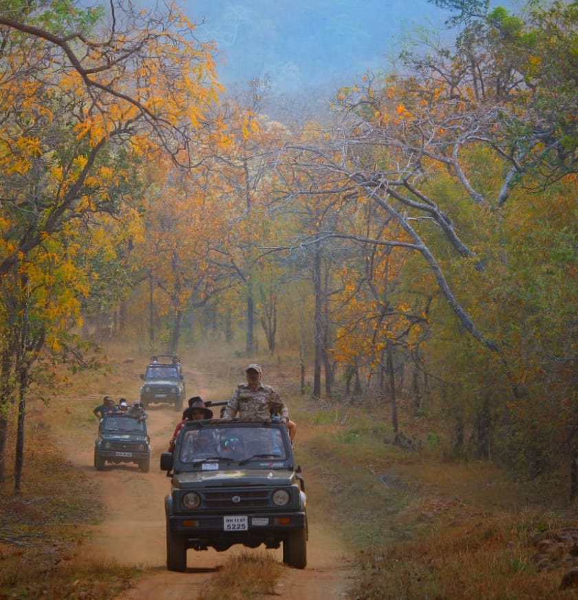 Tadoba Jungle Safari - Red Earth