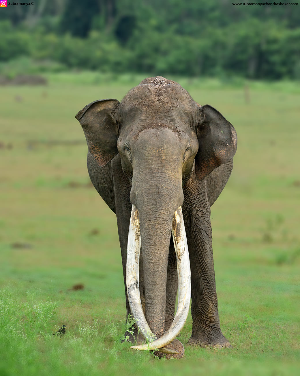 Kabini’s Cynosure - Bhogeshwara - Red Earth